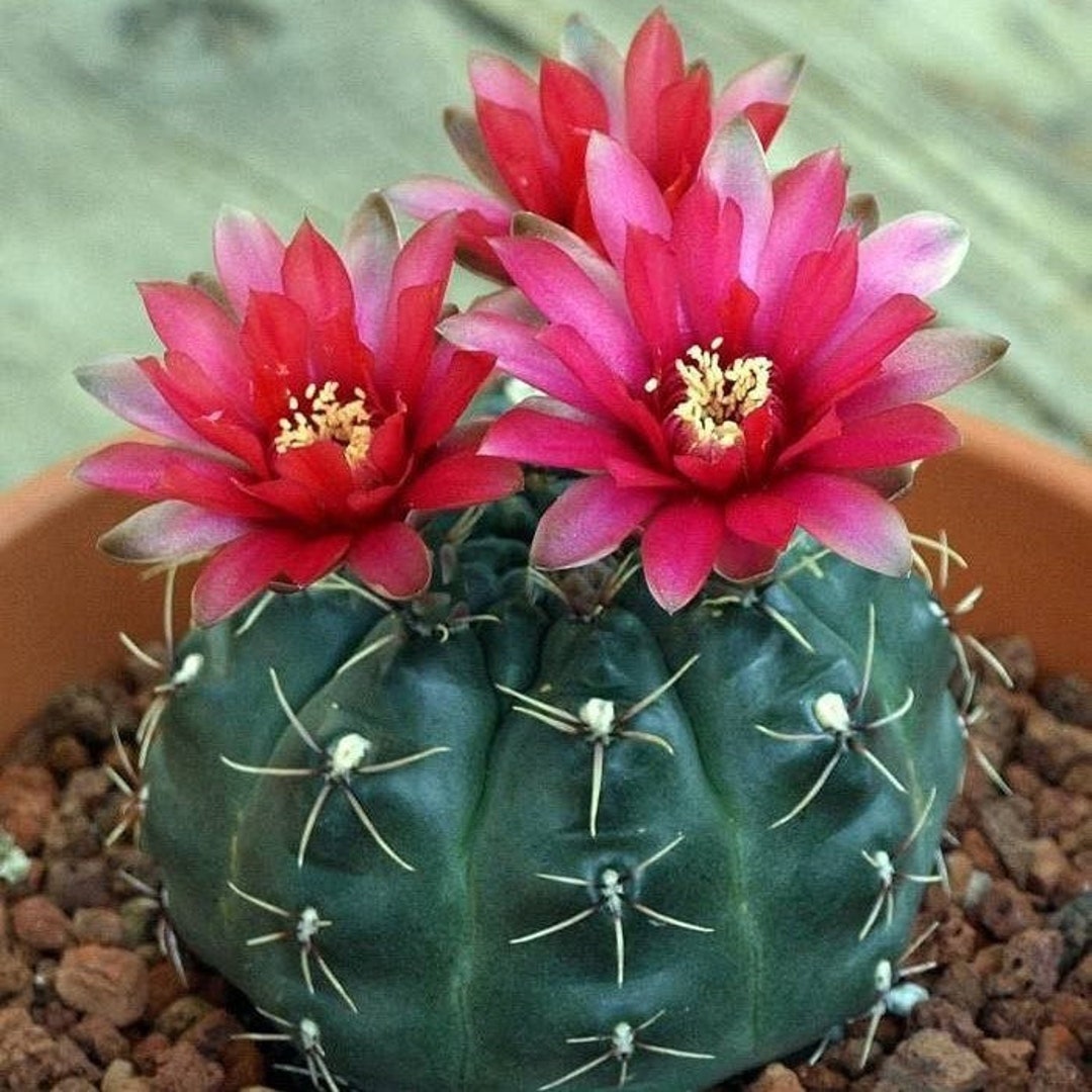 Chin Cactus | 4 Inch | Gymnocalycium Baldianum - Etsy