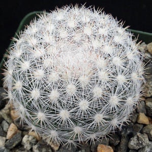Snowball Cactus | 3.5 Inch Pot | Mammilloydia Candida - Etsy