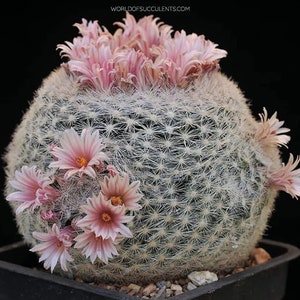 Snowball Cactus | 3.5 Inch Pot | Mammilloydia Candida - Etsy
