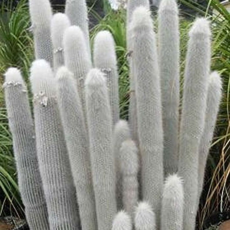 3 Silver Torch Cactus 4" - Etsy