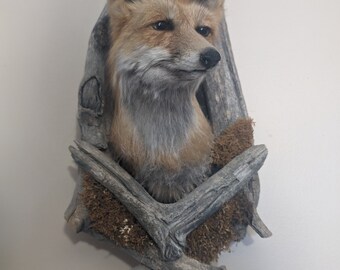 Vintage Taxidermy Red Fox Head Mount - Etsy
