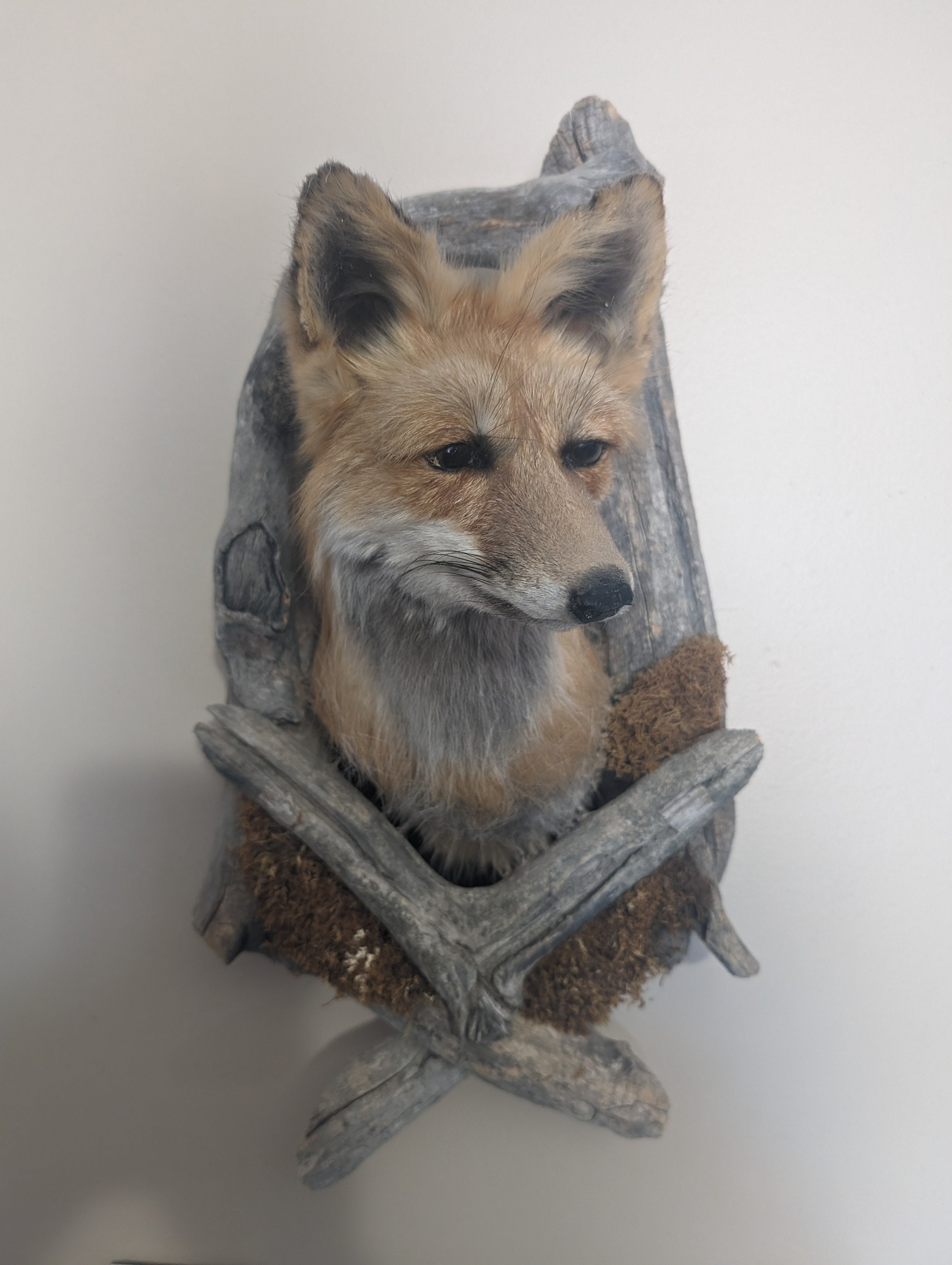 Fox Head Mount - Etsy