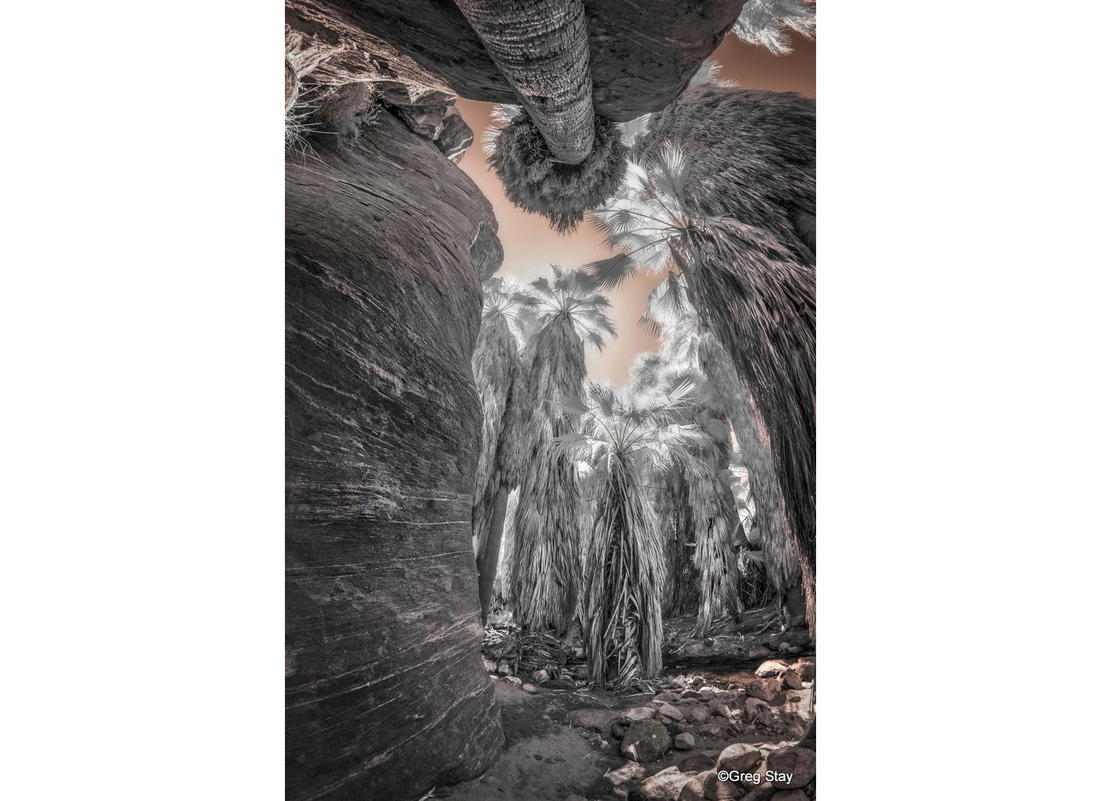 Palm Oasis Infrared Fine Art Photography Fuji Pearl Paper - Etsy