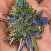 11 Cannabis Lapel Pins. Full Set . Numbered Limited Editions of 150 ...