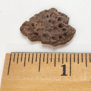 Crocodilian Scute Fossil (osteoderm Armor) - Lance Fm. - Niobrara Co ...