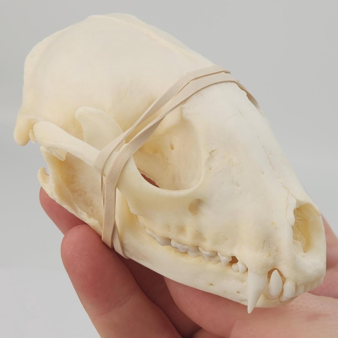 Real Raccoon Skull - Procyon Lotor - American Sourced - Etsy