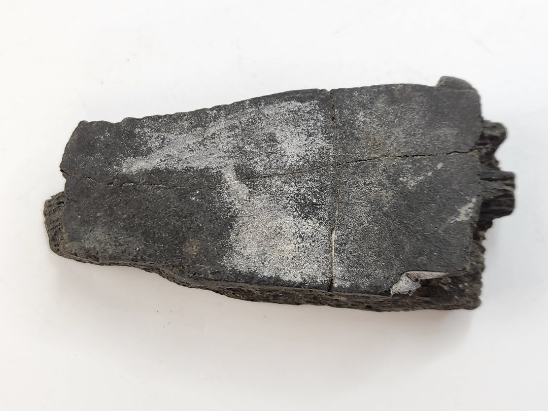 Turtle Shell Fossil Tarheel Fm. North Carolina Cretaceous - Etsy