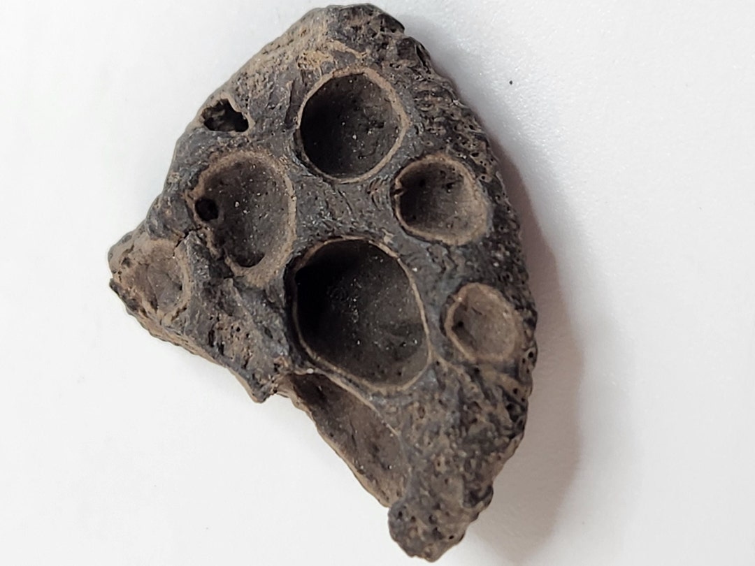 Thecachampsa Osteoderm (armor Scute) - Etsy