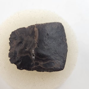 Fossil Crocodilian Osteoderm armor Scute Hell Creek Fm. Garfield Co ...