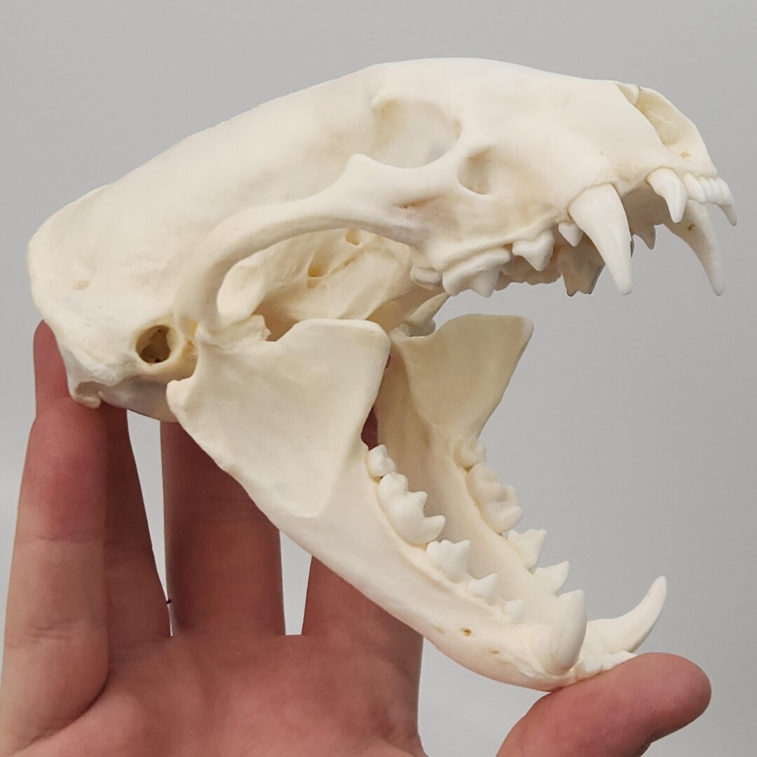 Real American Badger Skull - Taxidea Taxus - American Sourced - Etsy