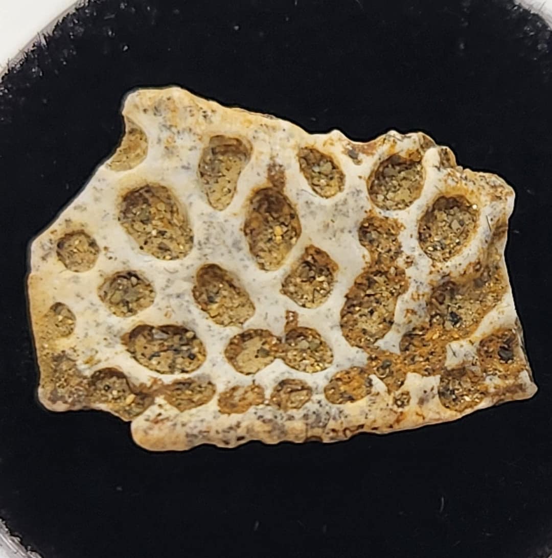 Crocodilian Osteoderm (scute) Fossil - Judith River Fm. - Hill Co., MT ...