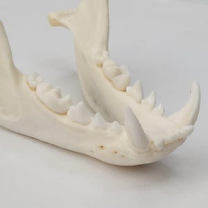 Real American Badger Skull - Taxidea Taxus - American Sourced - Etsy