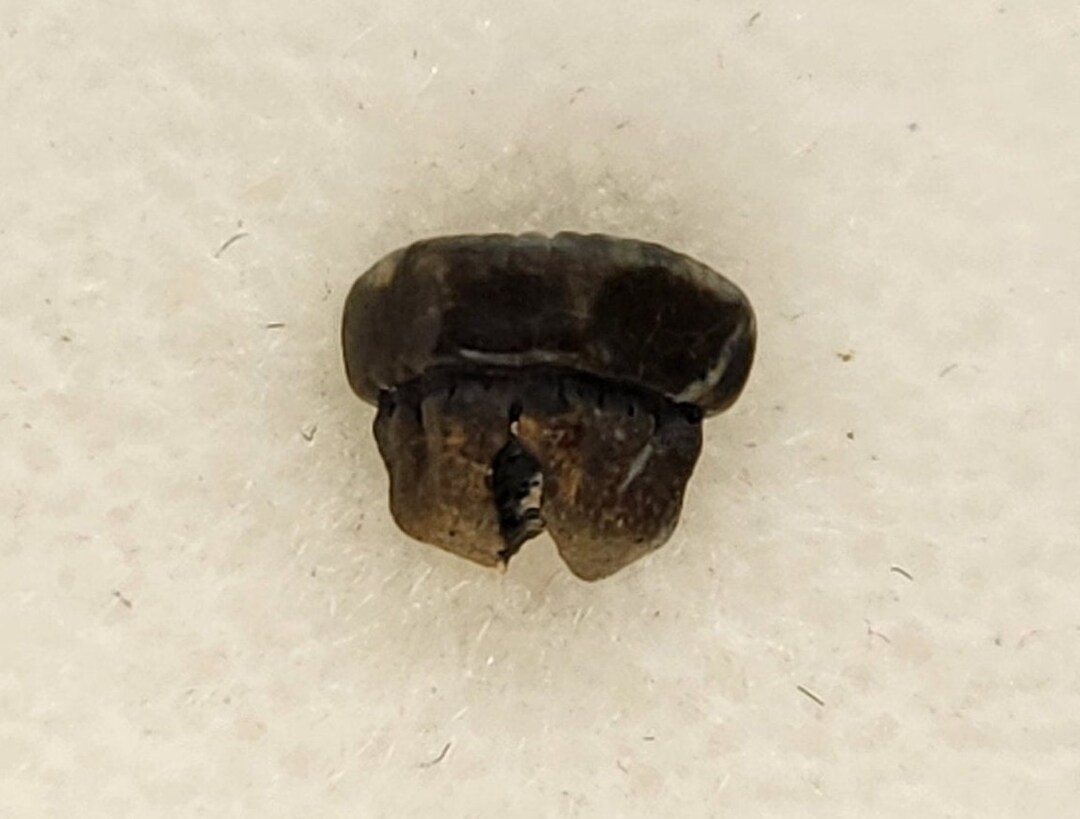 Myledaphus Bipartitus Stringray Tooth Fossil Judith River Fm. Hill Co ...