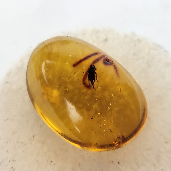 Amber With Insect - Etsy