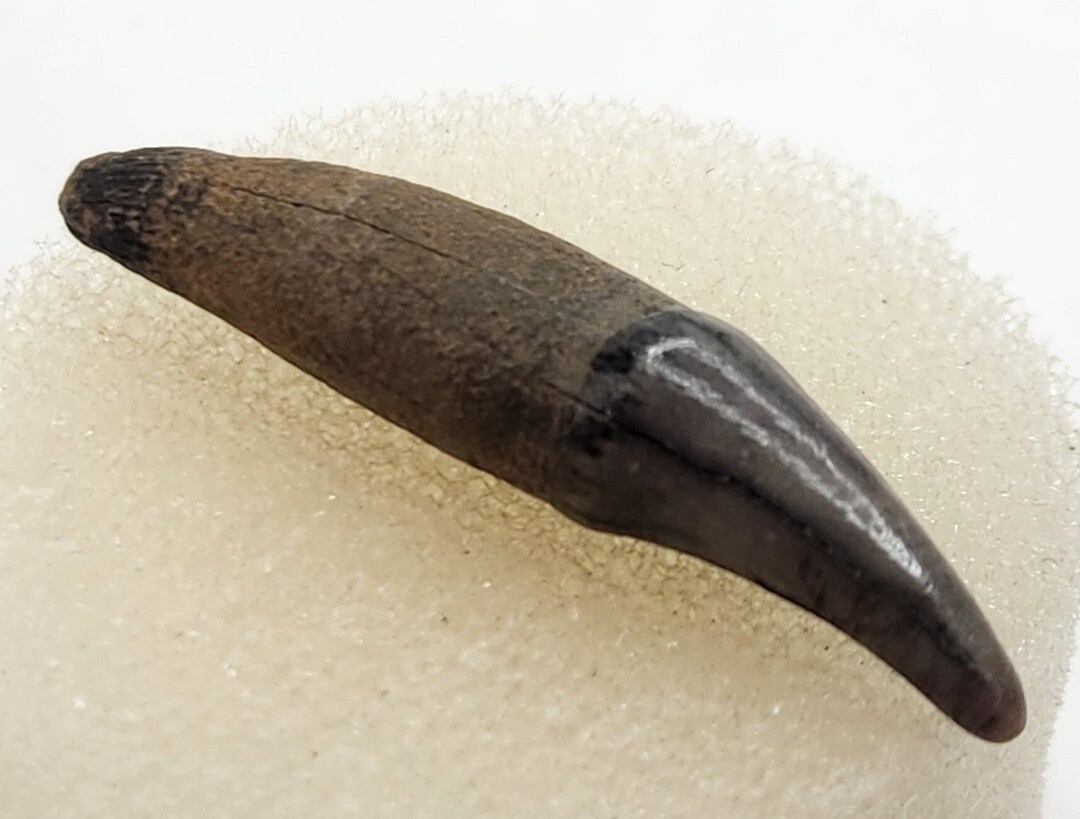 Fossil Otter 1.25 Rooted Upper Canine Tooth Florida Pleistocene - Etsy