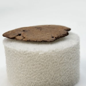 Crocodilian Scute Fossil (osteoderm Armor) - Lance Fm. - Niobrara Co ...