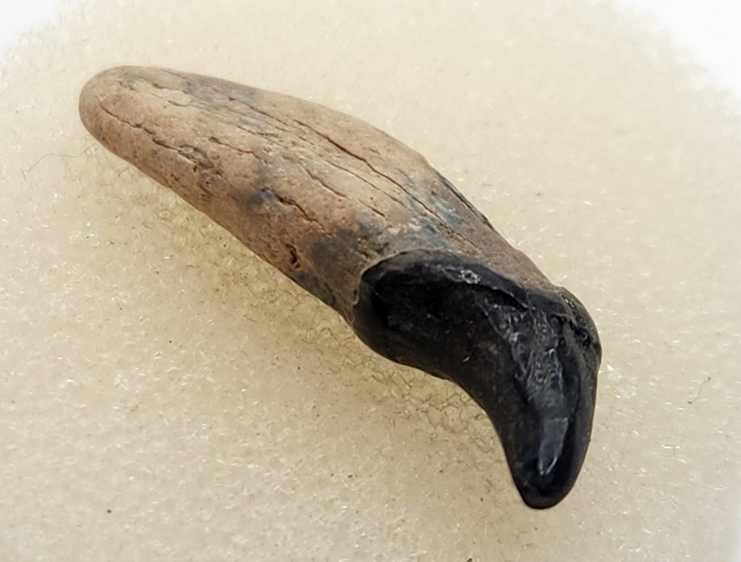 Fossil Otter 0.99" Rooted Lower Canine Tooth - Florida - Pleistocene - Etsy