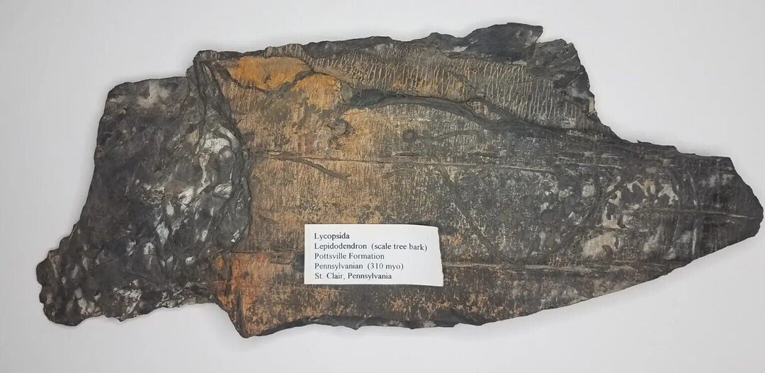 Lycopsida Lepidodendron scale Tree Bark Plant Fossil Pottsville Fm ...