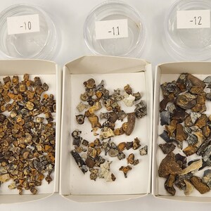 Permian Reptile Mixed Fossils Fissure Fill Dolese/richards Spur Fort ...