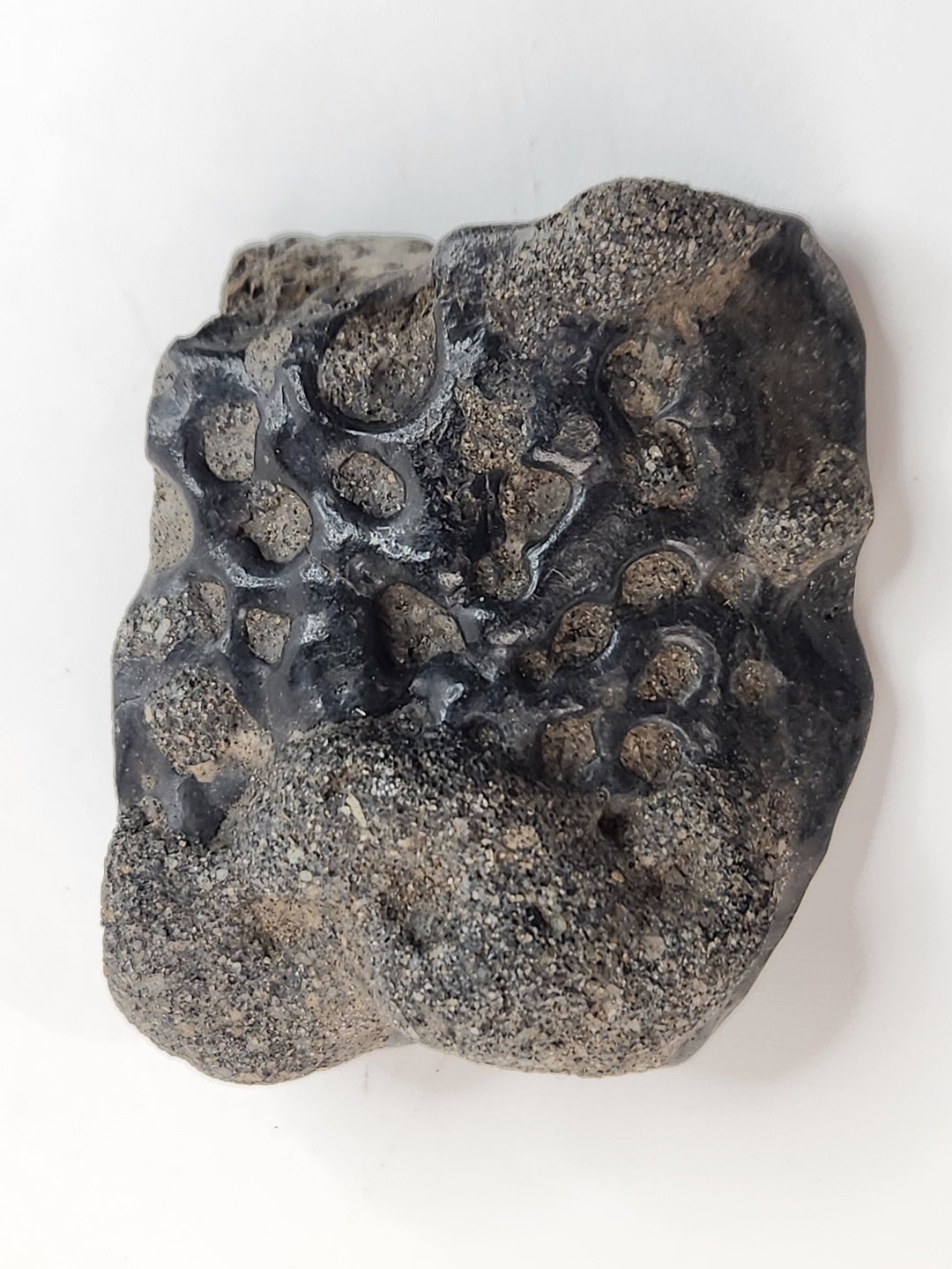 Thecachampsa Osteoderm armor Scute - Etsy