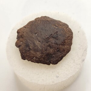 Crocodile Scute Fossil osteoderm Armor Lance Formation - Etsy