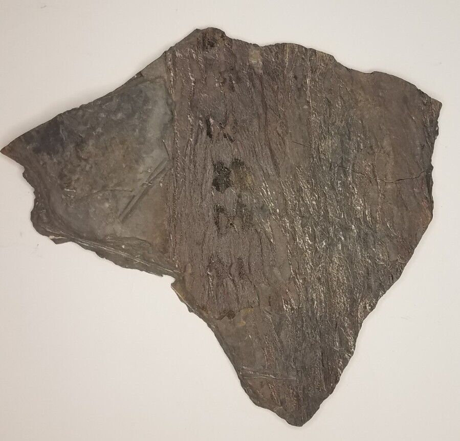 Lycopsida Lepidodendron scale Tree Bark Plant Fossil - Etsy