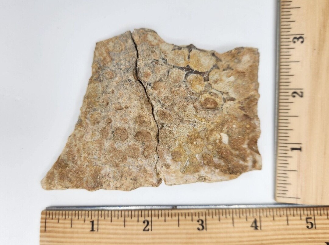 Fossil Crocodilian Scute/osteoderm Morocco - Etsy