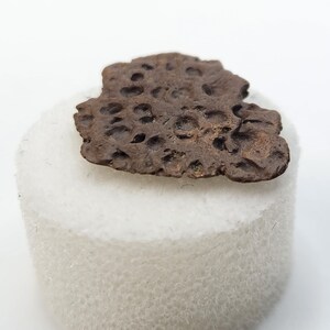 Crocodilian Scute Fossil (osteoderm Armor) - Lance Fm. - Niobrara Co ...