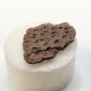 Crocodilian Scute Fossil (osteoderm Armor) - Lance Fm. - Niobrara Co ...