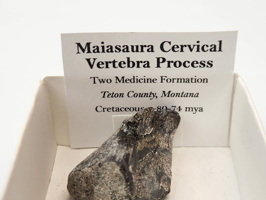 Maiasaura Cervical Vertebra Process Two Medicine Formation - Etsy
