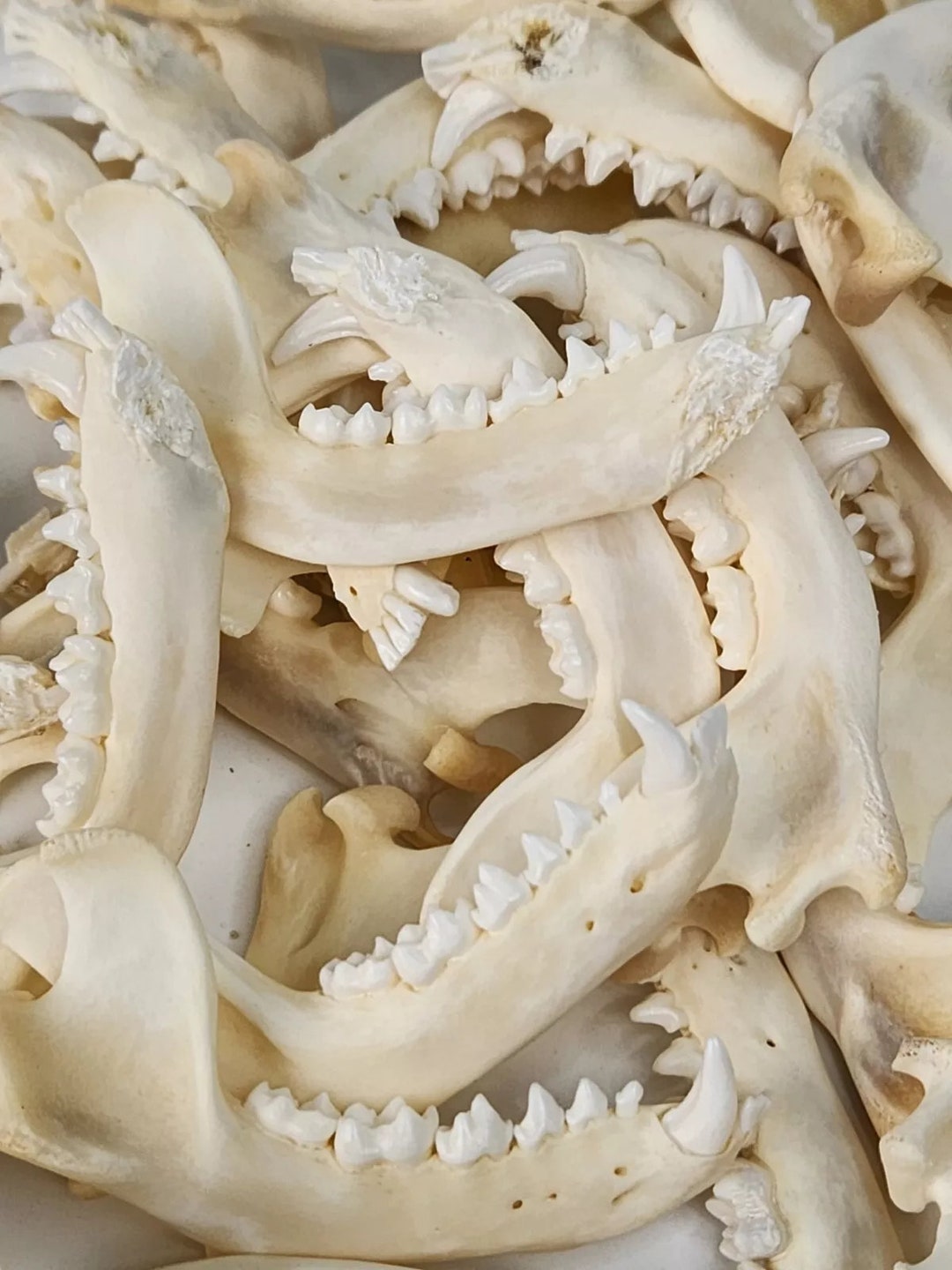 Real Raccoon Half Jaws - Generic - Procyon Lotor - American Sourced ...