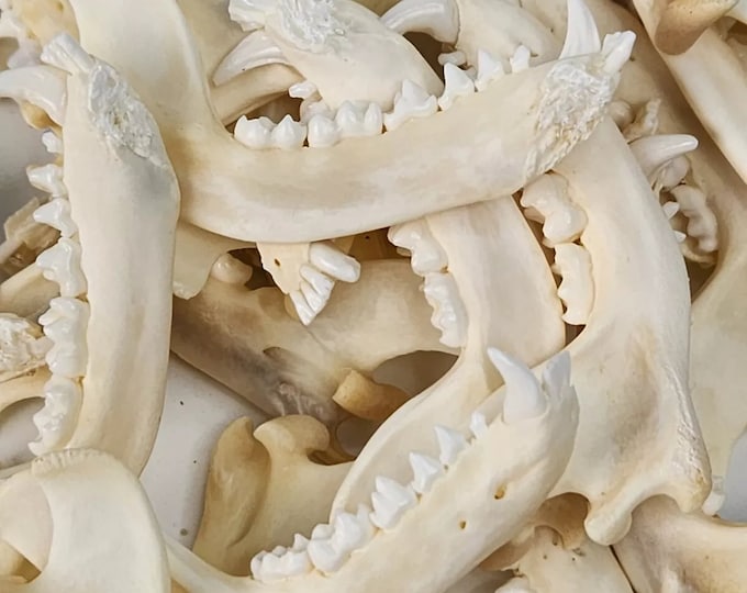 Hand-painted Red Fox Jaw - Etsy