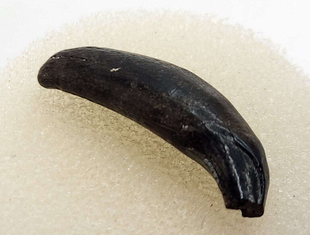 Raccoon 0.98" Fossil Rooted Lower Canine Tooth - Florida - Pleistocene ...