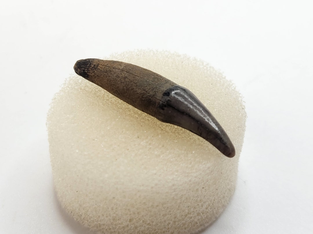 Fossil Otter 1.25 Rooted Upper Canine Tooth Florida Pleistocene - Etsy