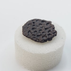 Crocodile Scute Fossil osteoderm Armor Lance Formation - Etsy