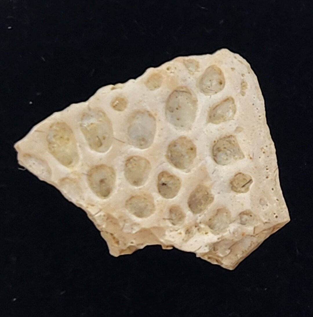 Crocodilian Osteoderm scute Fossil Judith River Fm. Hill Co., MT - Etsy