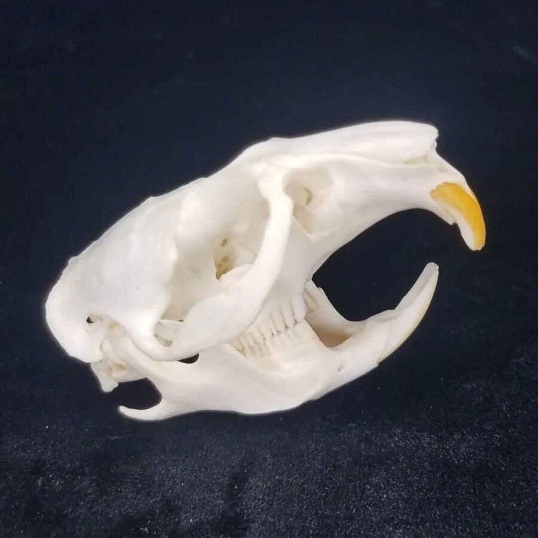 Real Muskrat Skull Ondatra Zibethicus Generic Listing American Sourced ...