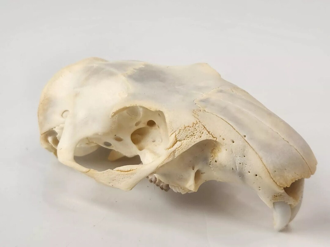 Real Groundhog Skull Tops Generic Marmota Monax American Sourced See ...