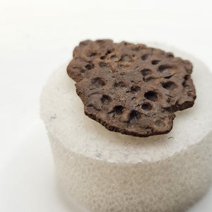 Crocodilian Scute Fossil (osteoderm Armor) - Lance Fm. - Niobrara Co ...