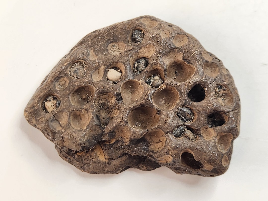 Thecachampsa Osteoderm armor Scute - Etsy