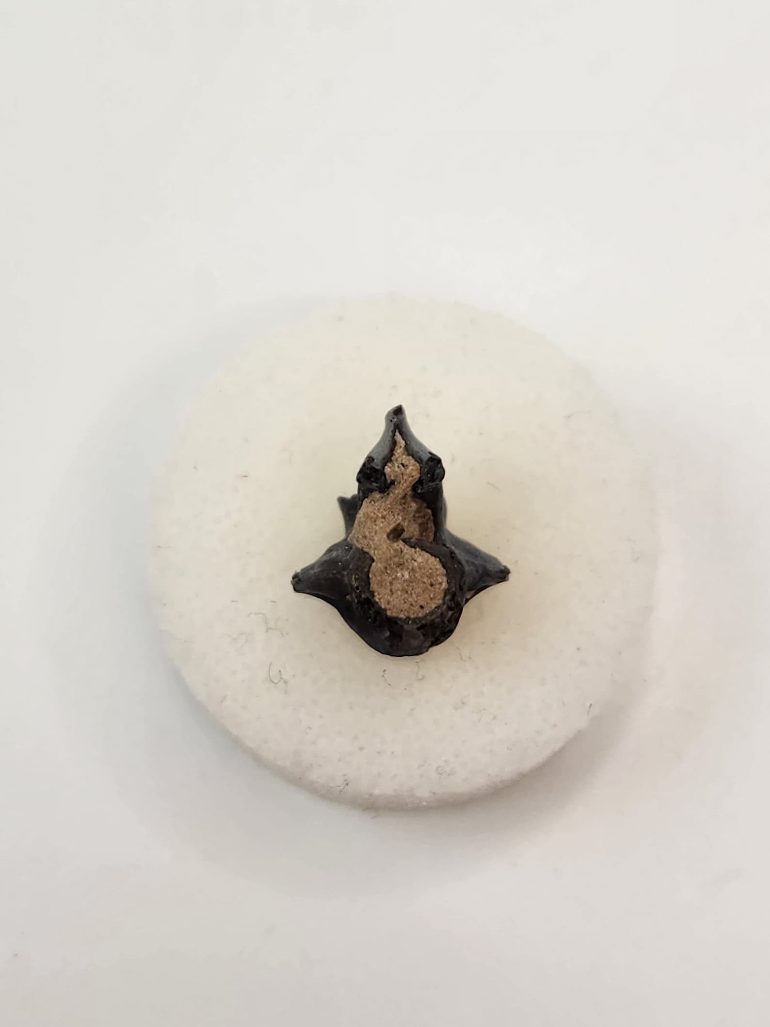 Permian Reptile Vertebra Fossil - Fissure Fill - Dolese/richards Spur ...
