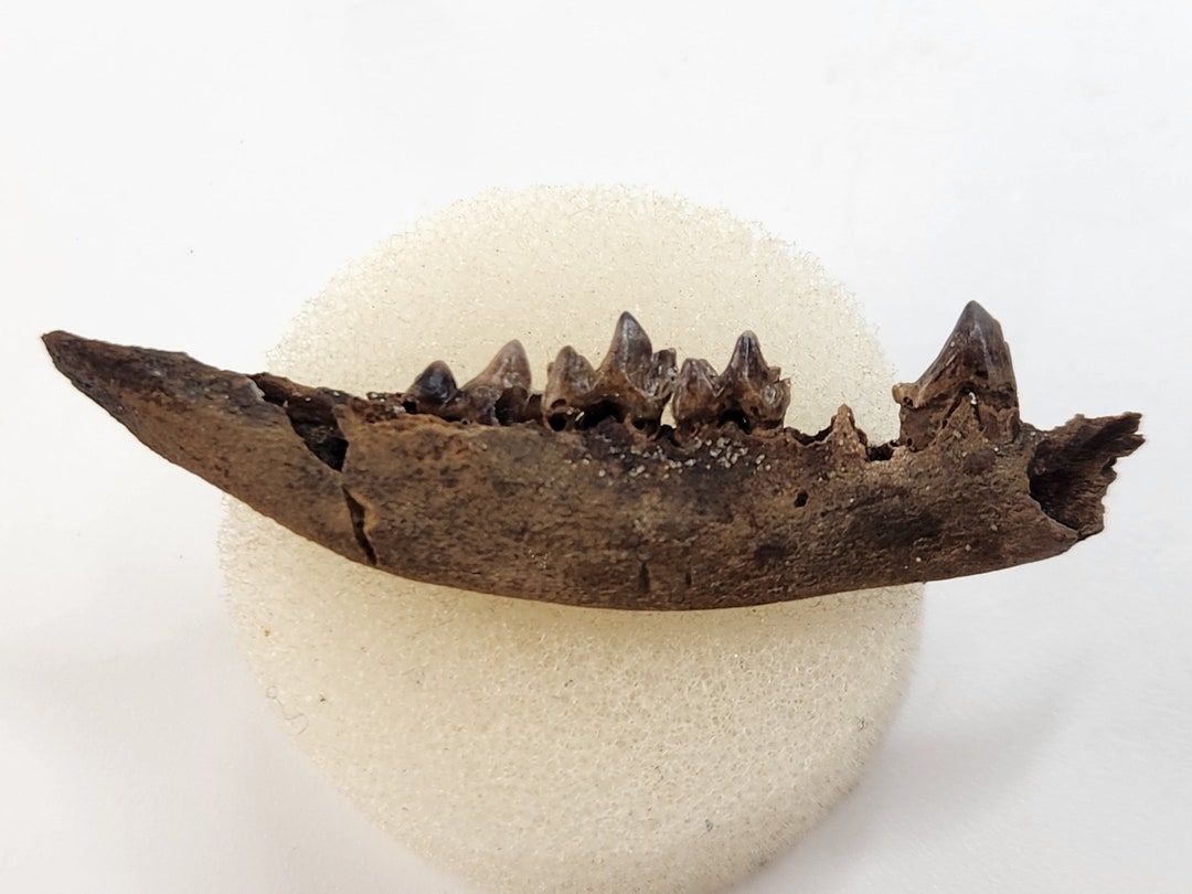 Fossil Opossum Bottom Jaw dentary With 4 Rooted Teeth Florida ...