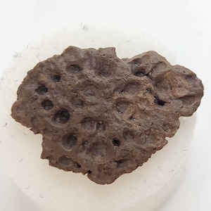 Crocodilian Scute Fossil (osteoderm Armor) - Lance Fm. - Niobrara Co ...