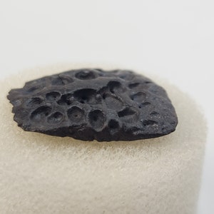 Fossil Crocodilian Osteoderm armor Scute Hell Creek Fm. Garfield Co ...