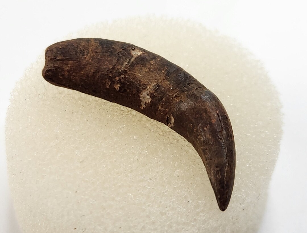 Raccoon 1.09" Fossil Rooted Lower Canine Tooth - Florida - Pleistocene ...