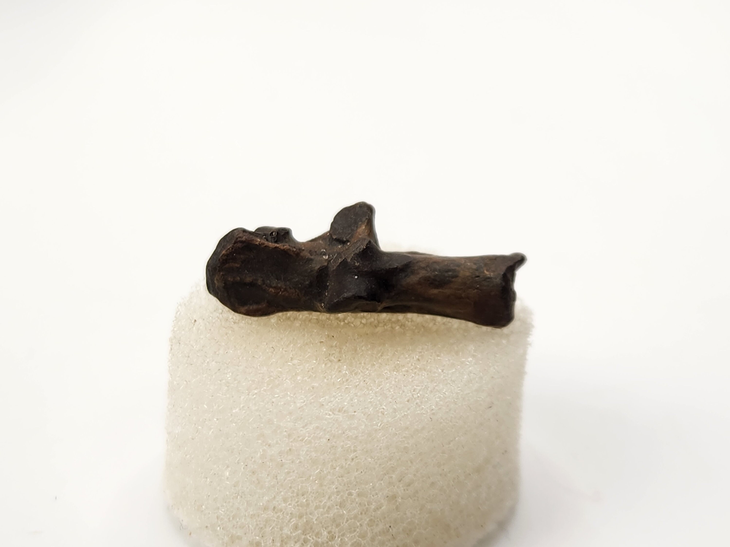 Rabbit Calcaneus Fossil (ankle Bone) - Florida - Pleistocene (ice Age ...