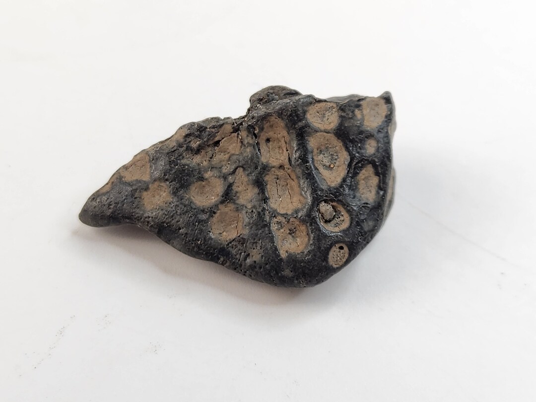 Fossil Thecachampsa Sp. Osteoderm armor Scute - Etsy
