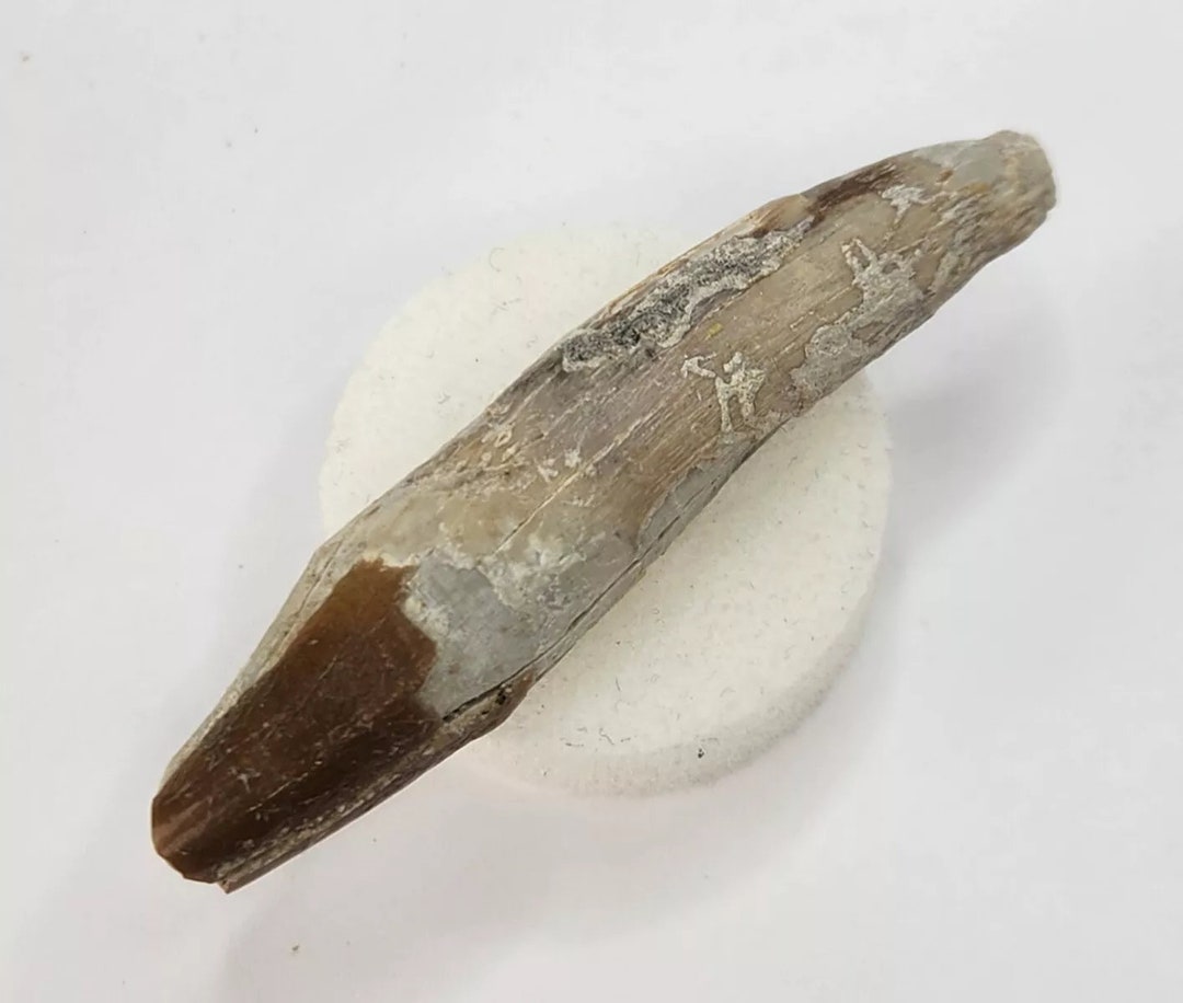 Rooted 2.53" Subhyracodon Tooth Fossil - White River Group - Brule Fm ...