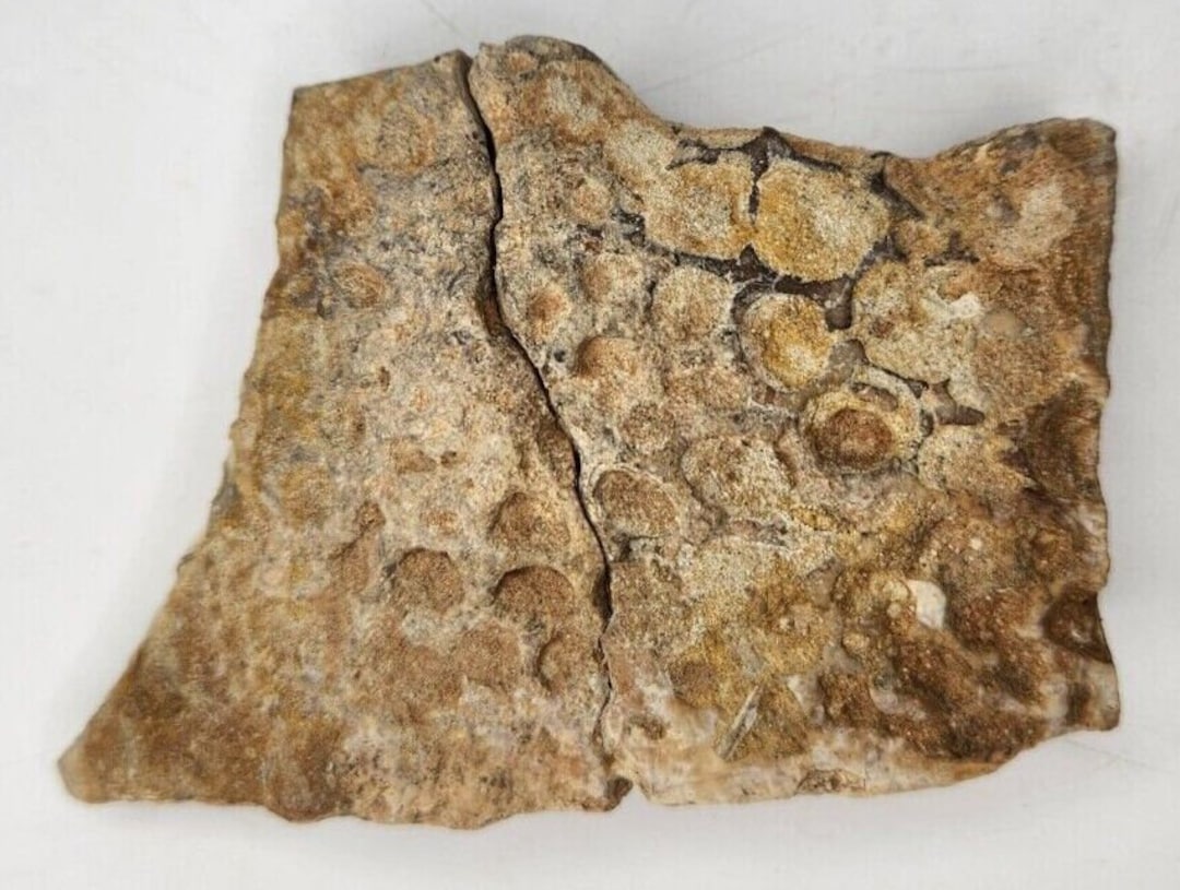 Fossil Crocodilian Scute/osteoderm Morocco - Etsy