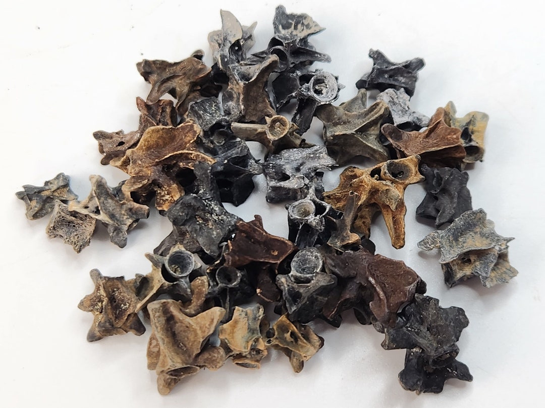 Fossil Amphibian Vertebrae - Salamander or Siren - Florida ...